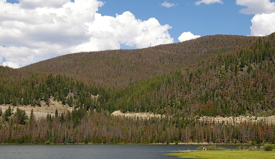 Colorado Debating Pine Beetle/Wildfire Modeling Project to Battle ...